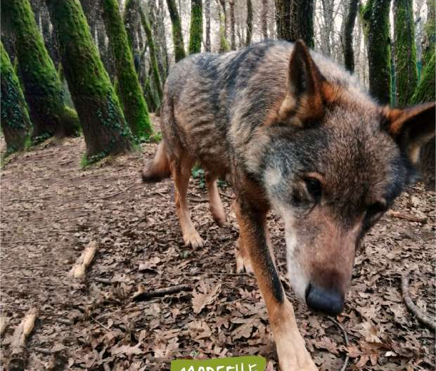 marcelle naturaleza el parque zoológico marcelle natureza en lugo es un ...