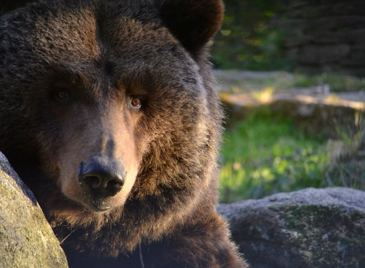 marcelle naturaleza el parque zoológico marcelle natureza en lugo es un ...